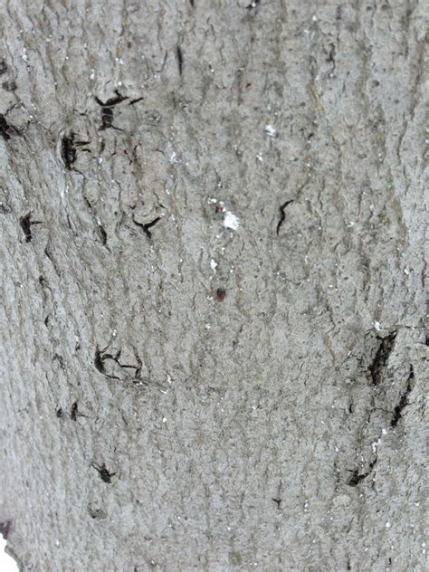 Cryptococcus Fagisuga Cryptococcus Fagisuga Picture Insect