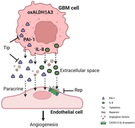 Schematic illustration of the pro-angiogenic function of ALDH1A3 via ...