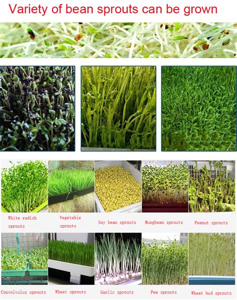 Leading Technology Container Machine Bean Sprout Growing Equipment High Quality Leading