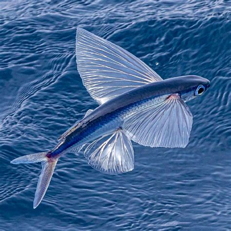 专门拍摄海洋鱼类的岛国摄影师拍到的，六月的飞鱼