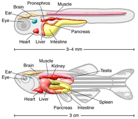 Zebrafish Embryo Anatomy
