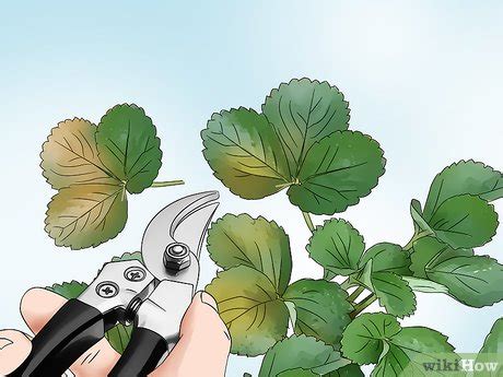 4 Easy Ways To Fix Root Rot WikiHow