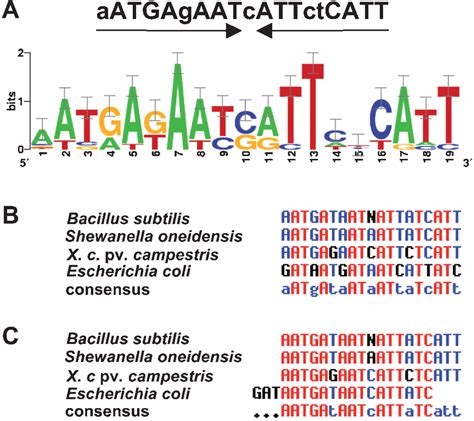 Palindromic Consensus Fur Box Sequence Identified Upstream Of 9