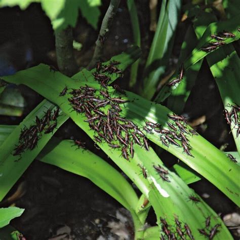 Large Aggregation Of Eastern Lubber Grasshopper Nymphs On Swamp Lily Download Scientific