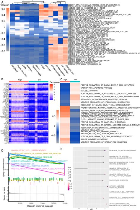 Functional Analyses In Single Cell Datasets A Gsva Analysis Of Immune Download Scientific
