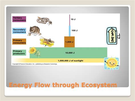 Ground Rules Of Metabolism Ppt Download