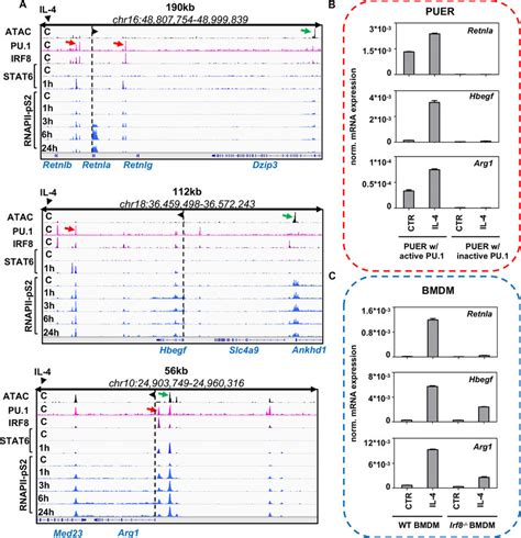 Pu 1 Irf8 Co Labelled Regulatory Elements Are Important For The