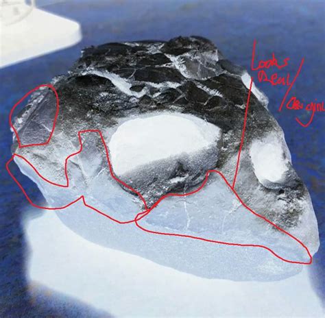 Fossil Turtle Skull Is It Real How To Recognize Fossil Fabrications The Fossil Forum