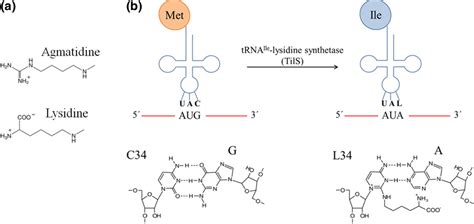 Figure 1 From Sense Codon Emancipation For Proteome Wide Incorporation Of Noncanonical Amino