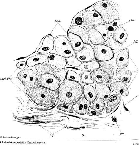 Figure 2 From Thematic Review Series The Pathogenesis Of