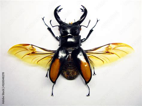 Beetle On White Giant Stag Beelte With Spread Wings Hexarthrius Parryi
