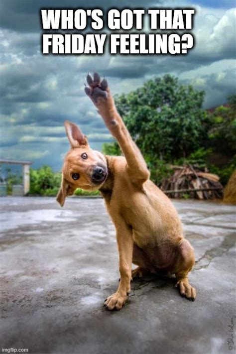 Funny Dog Memes Friday Funny Dog Memes Friday