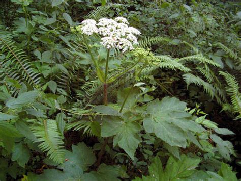 Floracommon Cow Parsnip Hiking In Portland Oregon And Washington