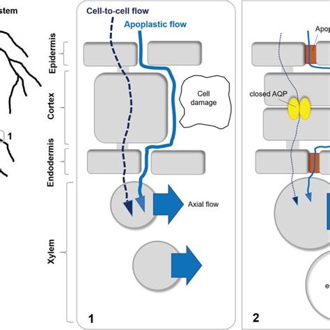 Scheme Illustrating Root System Water Uptake Function And Possible