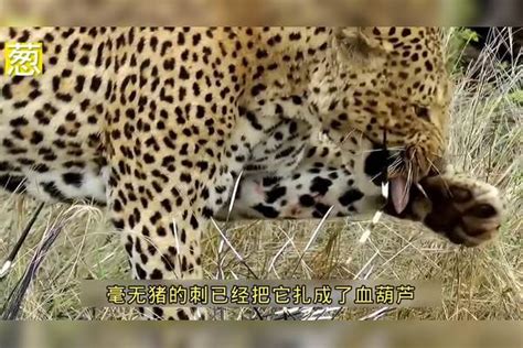 花豹敢惹豪猪，被刺扎穿身体，最后两败俱伤！ 豪猪 身体