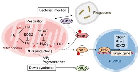 Mitochondrial Ros And Nrf2 Encyclopedia Mdpi