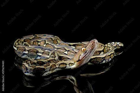 Indonesia Python Snake Isolated On Black Background Non Venomous Snake Stock Photo Adobe Stock