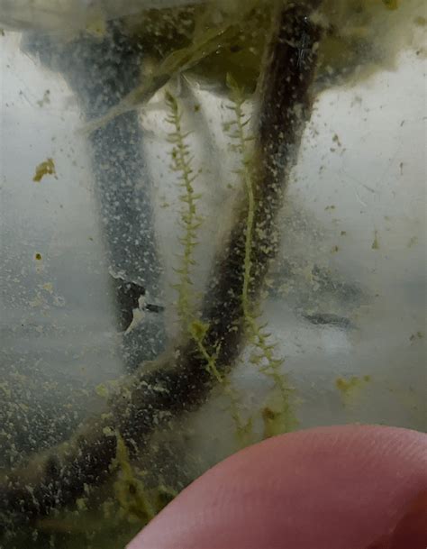 Help With Pond Algae Identification Ralgae