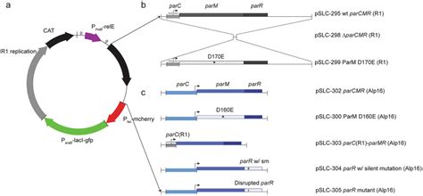 Test Plasmid Utilizing Negative Selection For Quantitative Measurement Download Scientific