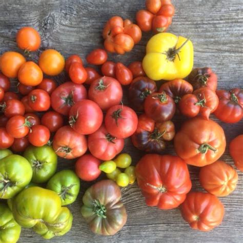 Tomatoes Abc Organic Gardener Magazine