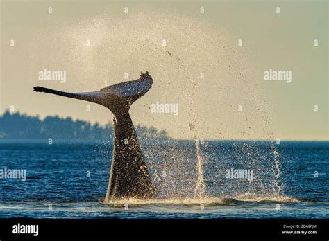 Humpback whale tail slapping hi-res stock photography and images - Alamy