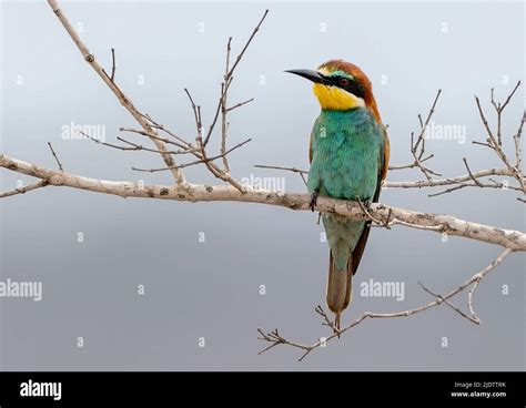 European Bee Eater Merops Apiaster From Kruger Np South Africa In