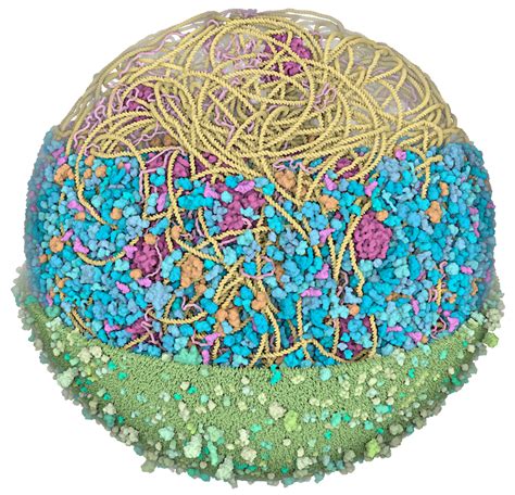 Pdb 101 Goodsell Gallery Model Of A Mycoplasma Cell