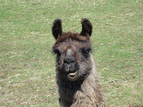 Faqs Carlson S Llovable Llamas
