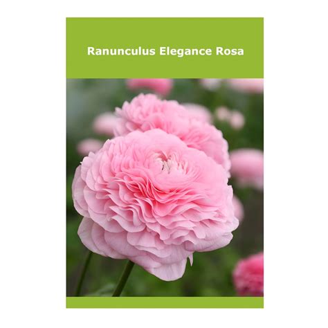 Ranunculus Elegance Rosa My Organic World