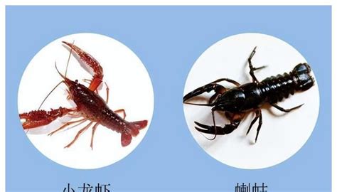 蝲蛄：人称 东北小龙虾”比小龙虾更美味如今认识它的人不多蝲蛄小龙虾美味新浪新闻