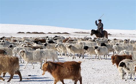 Есөн аймгийн зарим нутгаар зудын эрсдэл их байна