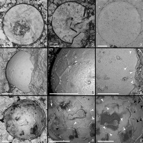 Blastula Under Microscope