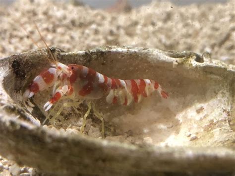 Meet The Pistol Shrimp The Tiny Sea Creature With A Sonic Punch