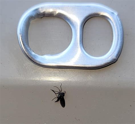 What Are These Tiny Black Flies R Whatisthisbug