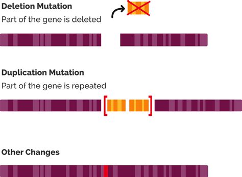 The Genetic Basis Of Duchenne Muscular Dystrophy Dmd For Healthcare Professionals