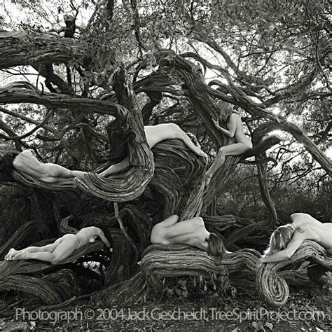 Gallery TreeSpirit Project