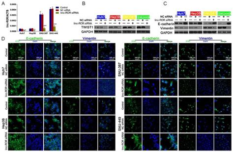 Linc Ror Knockdown Regulates The Expression Of Epithelial Mesenchymal Download Scientific