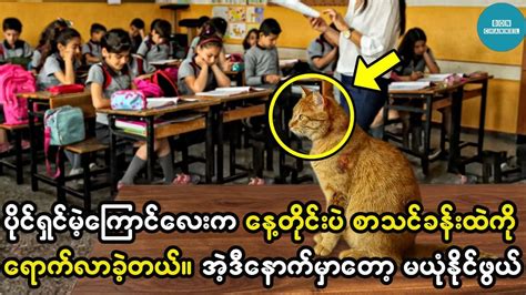 ပိုင်ရှင်မဲ့ကြောင်လေးက နေ့တိုင်းစာသင်ခန်းထဲကိုရောက်လာခဲ့တယ်။ အဲ့ဒီနောက်မှာတော့ Youtube