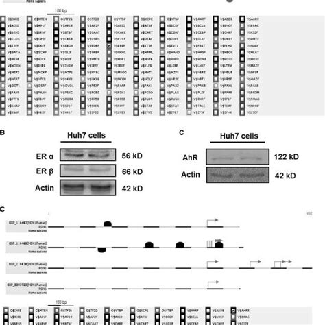 A Oestrogen Response Elements Ere In Alternative Promoter Sequences