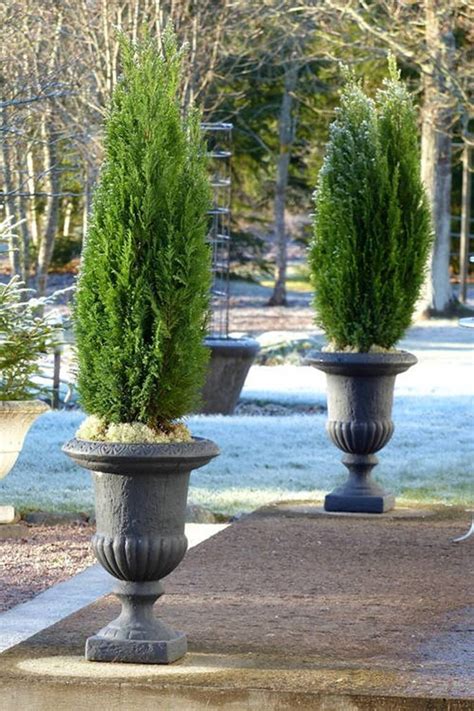 17 Simple Yet Stunning Boxwoods For Containers To Brighten Up Spaces