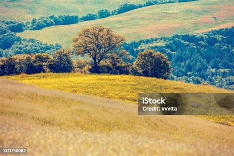아름 다운 풍경 봄 자연입니다 써니 필드와 토스카나 이탈리아에에서 언덕을 압 연에 올리브 농장의 위에 보기 0명에 대한 스톡