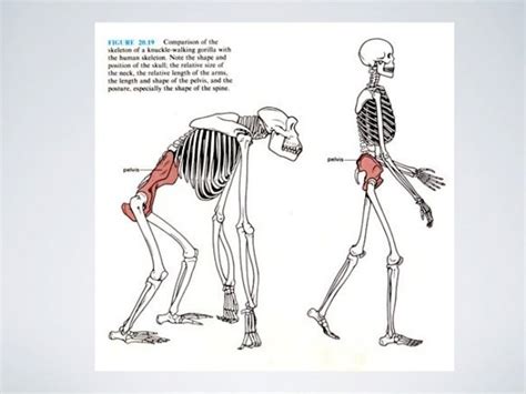 Bipedalism