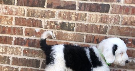 Mini Sheepadoodle Size