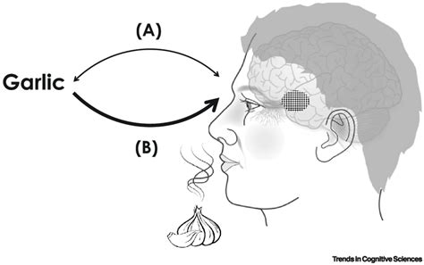 Is Language Connected To Olfactory Perceptual Representations