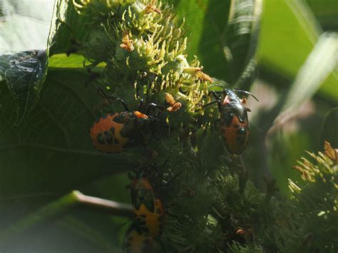 今月は例年通りの動き ティティのおとしぶローグ
