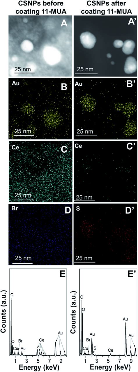Elemental Mapping Of Before And After Coating Of Au Ceo2 Csnps By Using Download Scientific