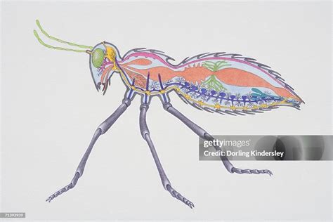 Crosssection Of Insect Showing Internal Anatomy Including Brain Abdomen