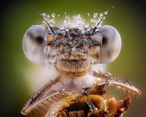 Elodea Leaf In Hypertonic Solution 400x R Microporn