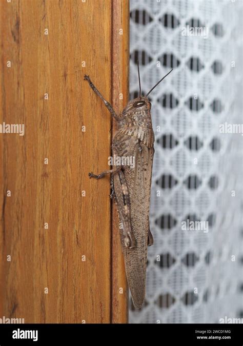 Grasshopper Scientific Name Orthoptera Caelifera Of Animal Class Grasshopper Scientific Name Orthoptera Caelifera Of Animal Class