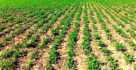 ကျွန်းလှမြို့နယ်၌ ၂၀၂၄ ခုနှစ်၊ မိုးရာသီ သီးနှံမျိုးစုံ ဧက ၇၀၀၀၀ ကျော